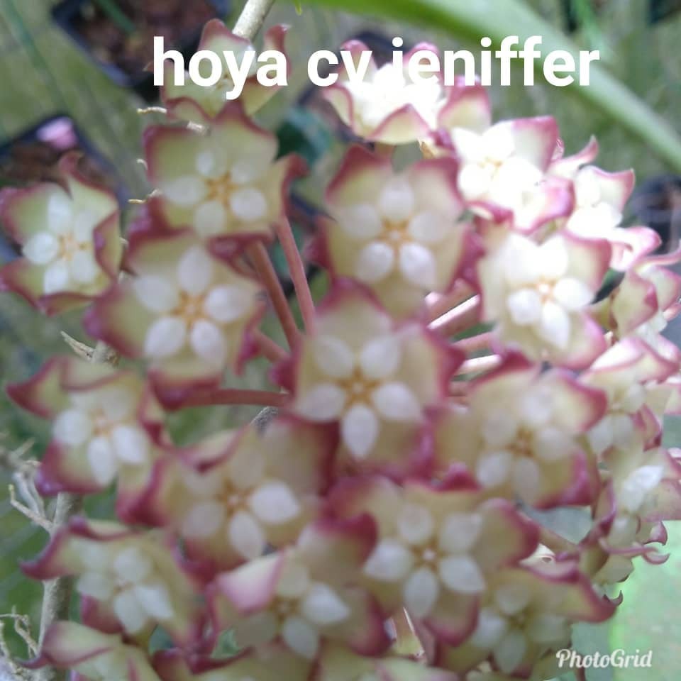Hoya CV Jennifer (real plant) | Shopee Malaysia