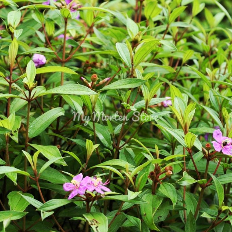 🔥Daun Senduduk Merah Fresh🔥 | Shopee Malaysia