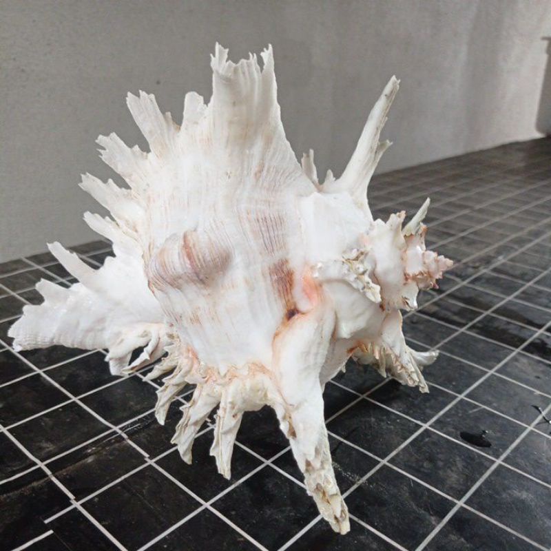 Siput Cengkerang laut duri Thousand chrysanthemum Snail Conch Seashell ...