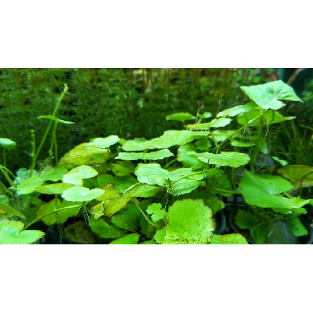 Hydrocotyle Leucocephala / Brazilian Pennywort (Aquatic Plant ...