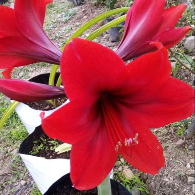 Menakjubkan 12+ Bunga Lili Merah - Gambar Bunga Indah