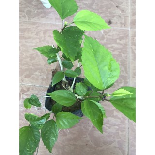 Anak pokok bunga raya peach color/ national flower of Malaysia(real ...