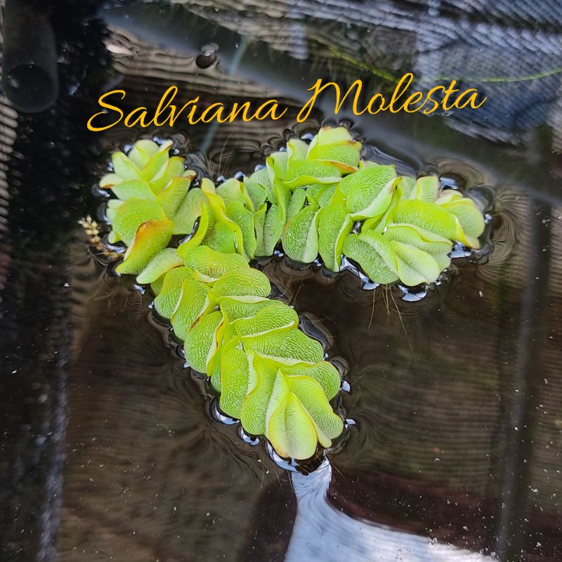 Salviana Molesta | Rumpai Kariba | Rumpai Guppy | Tumbuhan Lanskap ...