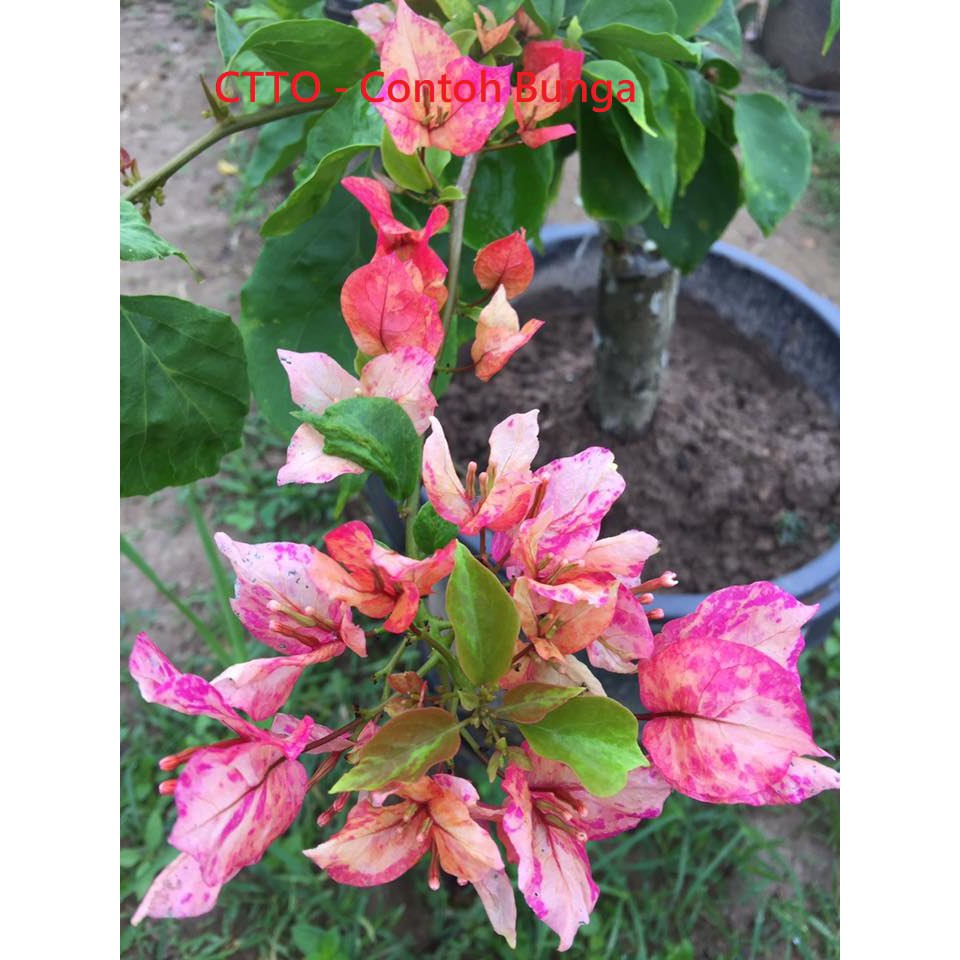 Pokok Bunga Kertas Arjuna .. Bunga Kertas Arjuna | Shopee Malaysia