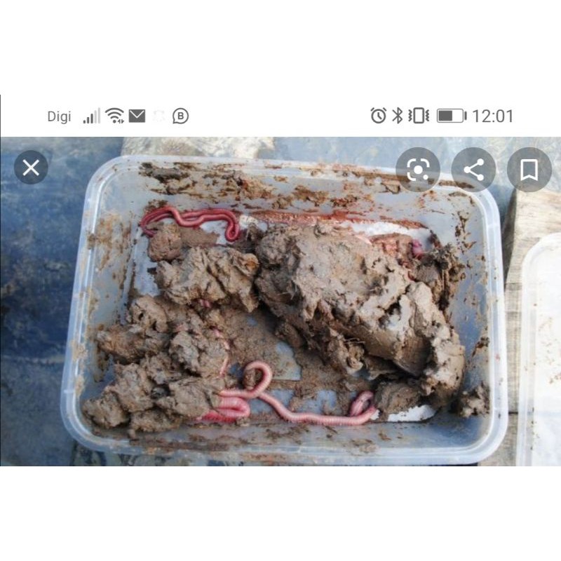 UMPUN-UMPUN (UMPAN UDANG GALAH PALING TOP) *P | Shopee Malaysia