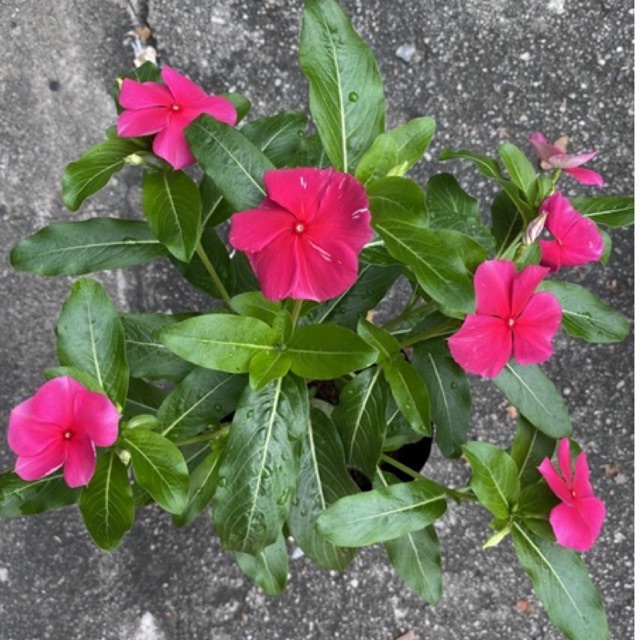 POKOK Bunga VINCA pink purple berbunga cepat biak hidup segar dalam ...