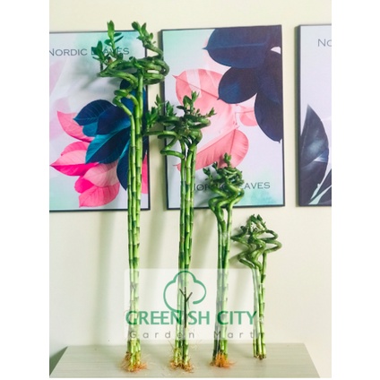 GNC - Live Plant Curly Bamboo Straight Lucky Bamboo CNY Pokok Fengshui ...