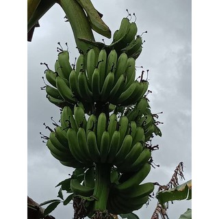 anak benih pokok pisang /nangka/restali/kebatu/kelatlego/nipah/awak ...