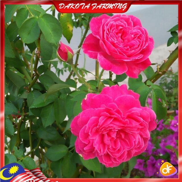 Anak Pokok Bunga Rose Mawar PINK Pokok Premium Gred A Pokok Bunga ...