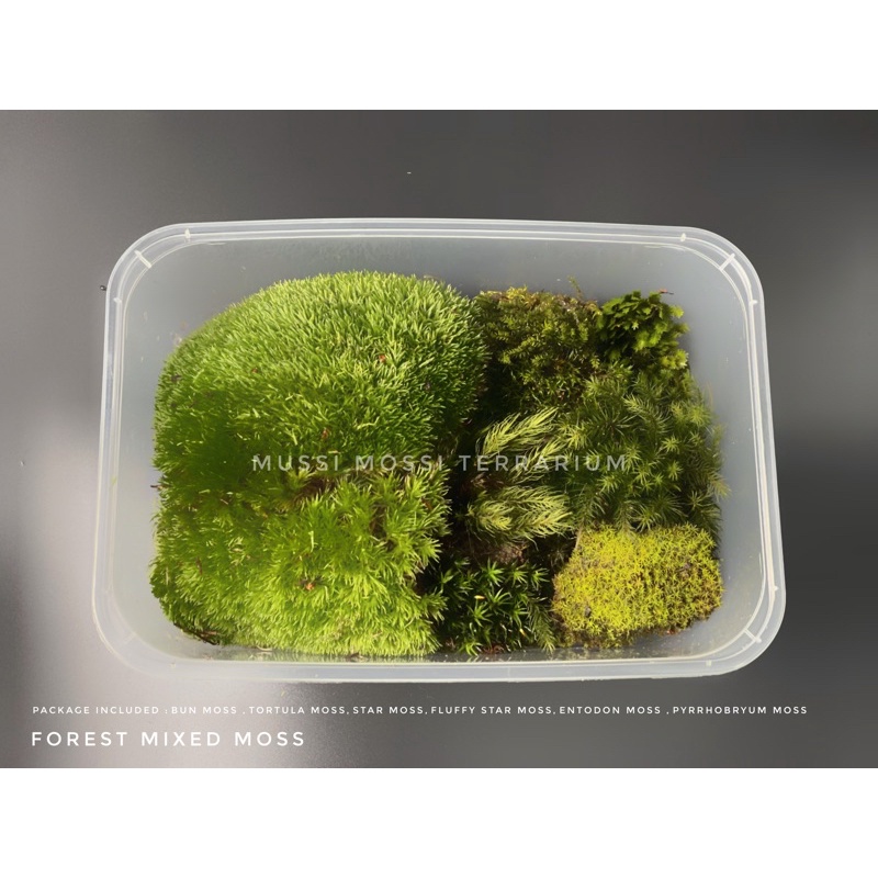 LUMUT HIDUP/Mixed grade A moss set(bun moss/Pyrrhobryum/tortula moss ...