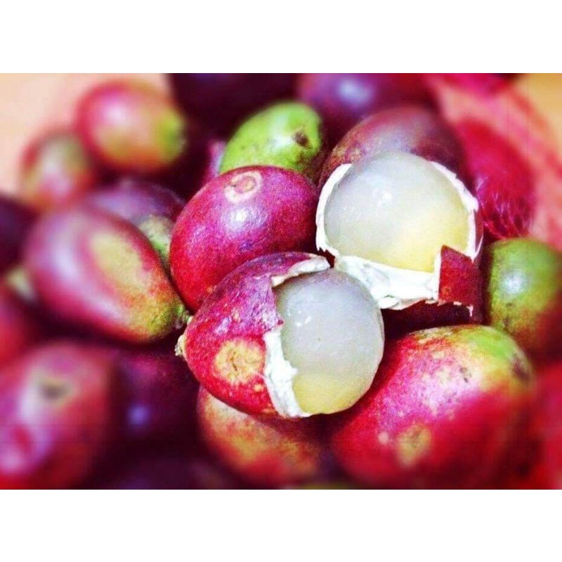 Anak Pokok Hibrid Maria @ Longan Brazil @ Matoa (Buah 3 Rasa) | Shopee ...