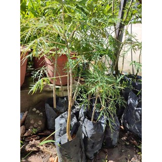 Pokok Gambir Sarawak/Jarak Cina | Shopee Malaysia