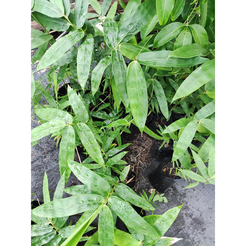 Anak Pokok Buluh Buloh Lemang dari Thailand (Di semai dari biji benih ...