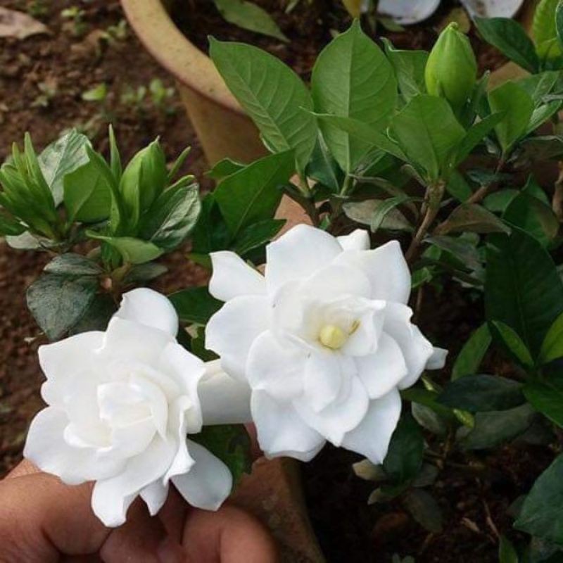 pokok bunga cina(bunga jenis besar) | Shopee Malaysia