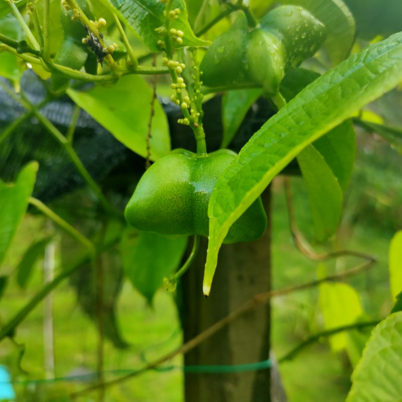 POKOK SACHA INCHI (polybag) | Shopee Malaysia