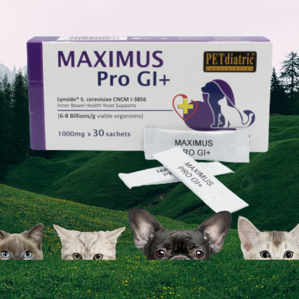 Maximus Pro GI+ for dogs and cats | Shopee Malaysia