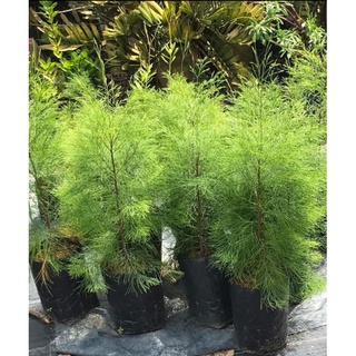 Pokok Pine ekor kuda Blue Pine xmas christmas rhu bukit gymnostoma ...