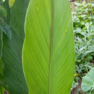 Temu pauh ( pokok bersama ubi Dihantar tanpa tanah) | Shopee Malaysia