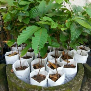Anak Pokok Matoa / Longan 3 Rasa / Pometia pinnata Tree | Shopee Malaysia