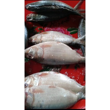 Ikan Terubok Fresh Masin ( 2ekor ) | Shopee Malaysia