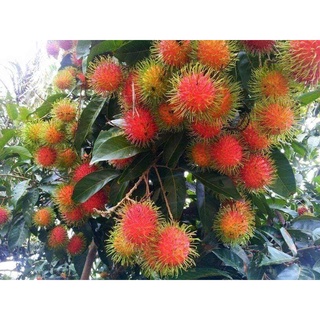 Pokok Rambutan Jarum Mas Hybrid | Shopee Malaysia
