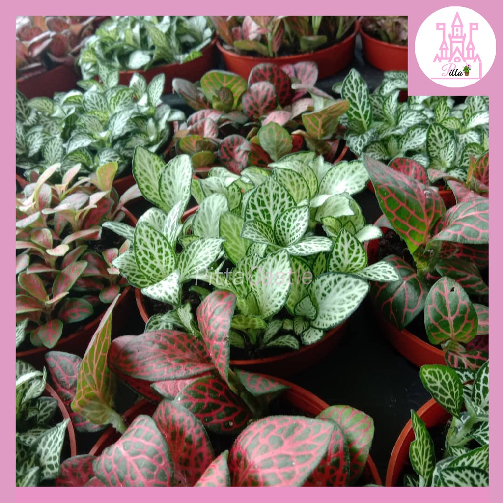Fittonia Plant with Plastic Pot | Shopee Malaysia