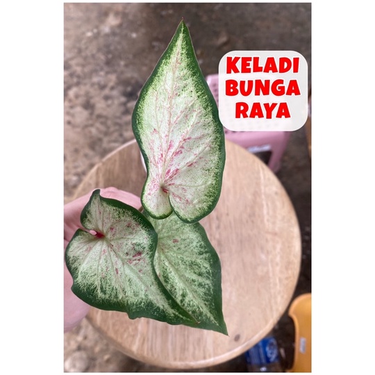 KELADI BUNGA RAYA Keladi | Shopee Malaysia