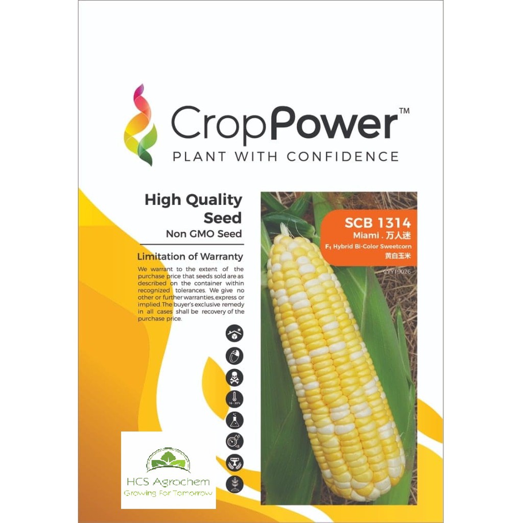 (+-500gm) Benih jagung mutiara /Bi-colour sweet corn F1 SCB1314 Miami ...