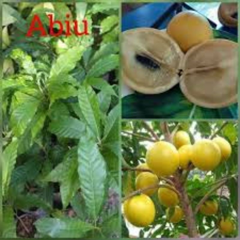 Pokok Abiu(Rasa Jelly Kelapa) | Shopee Malaysia