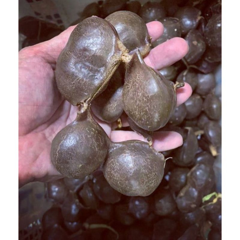 JERING MUDA FRESH RANGUP DARI KEBUN / JERING TUA / JERING SEMAI ...