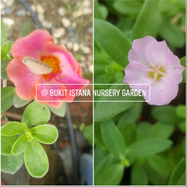 Combo - Anak Pokok Bunga Rose Jepun Warna Peach dan Lite Pink (Organik ...