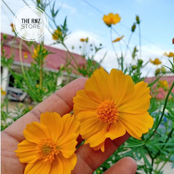 Biji Benih Pokok Bunga Kelulut / Ulam Raja Kuning | Shopee Malaysia