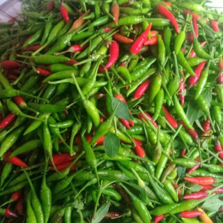 Biji Benih Cili Centil Cili Api Kecil Chili Pepper Chili Seeds (50 ...