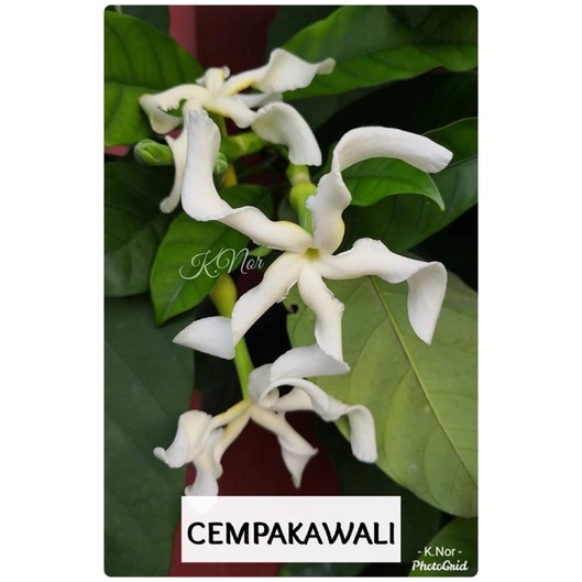 pokok bunga wangi cempakawali @ Samoan gardenia | Shopee Malaysia