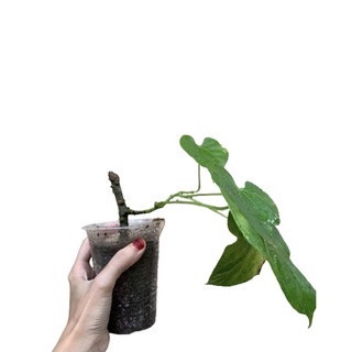 Pokok Batang Wali/Patawali /akar Seruntun | Shopee Malaysia