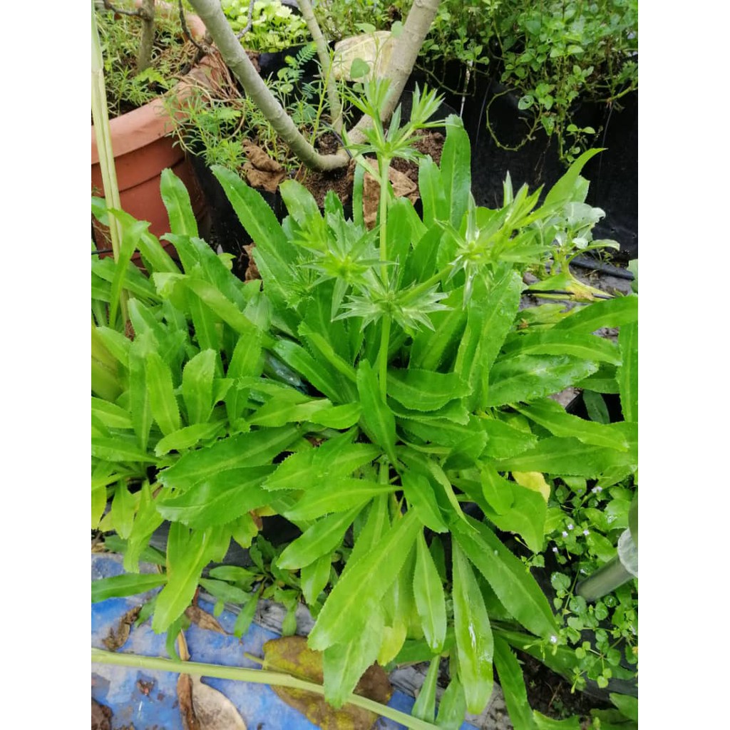 KETUMBAR JAWA / POKOK KETUMBAR JAWA / POKOK DAUN SUP SIAM / POKOK SUP ...