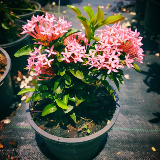 Ixora pink / bunga ixora pink / bunga tudung periok pink / bunga ...