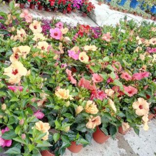 Anak Pokok Bunga Raya Hidup Hibiscus Pot Plant Live Pot Plants Bunga ...