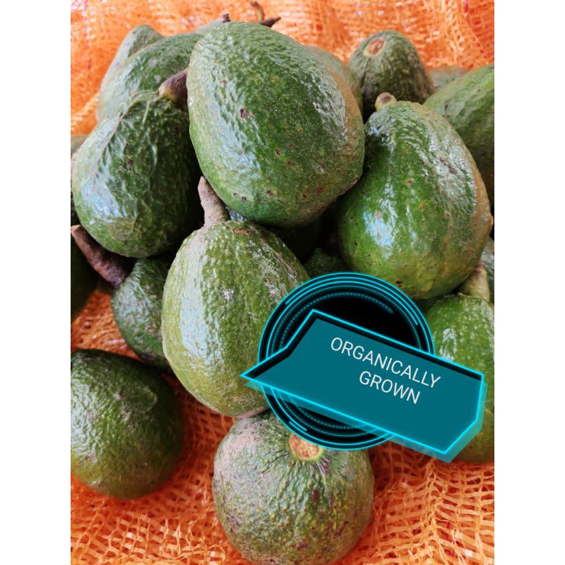AVOCADO CAMERON (ORGANICALLY GROWN +/-900g) | Shopee Malaysia