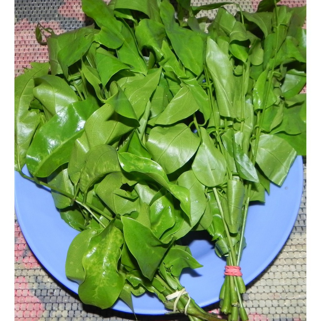 Anak Pokok Jenerih (Pokok Ulam Ulaman) | Shopee Malaysia