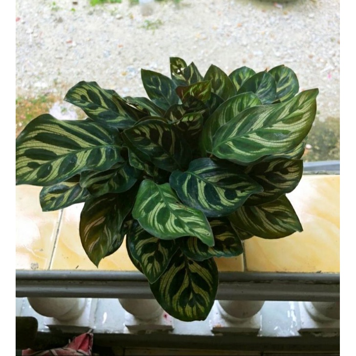 Pokok Hiasan Calathea (Pokok Hidup) | Shopee Malaysia