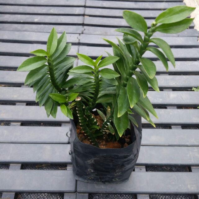 Pedilanthus Tithimaloides pokok lipan bara indoor plant | Shopee Malaysia