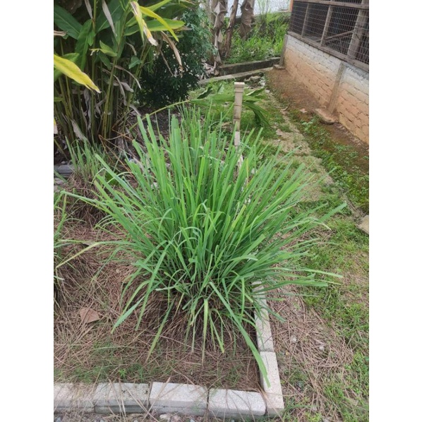Serai Kampung Segar / Serai Wangi Segar | Shopee Malaysia