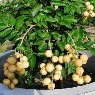 Anak Pokok Mata Kucing/ Longan Lada Hitam / Anak Pokok Longan Tangkai ...