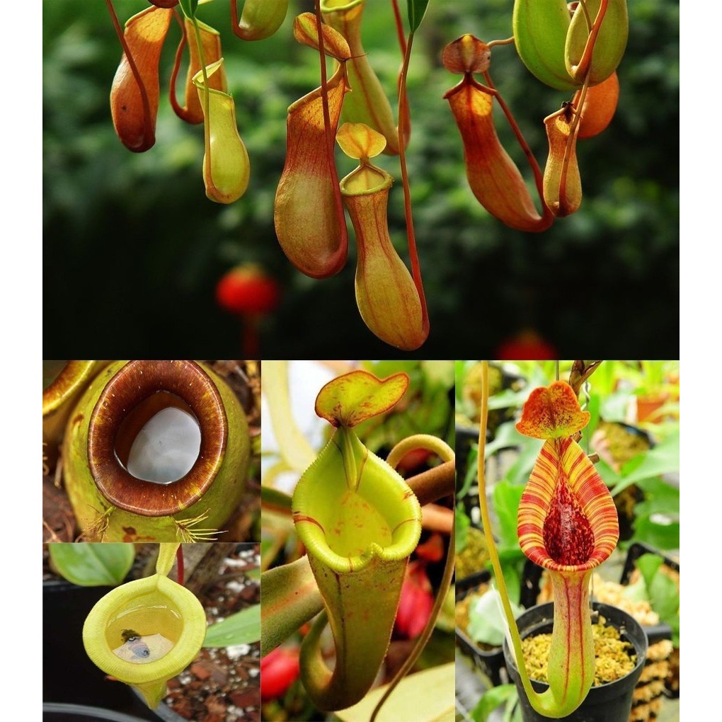 40Pcs Rare Nepenthes Mira Seeds Pitcher Plant Seeds Foliage Carnivorous ...