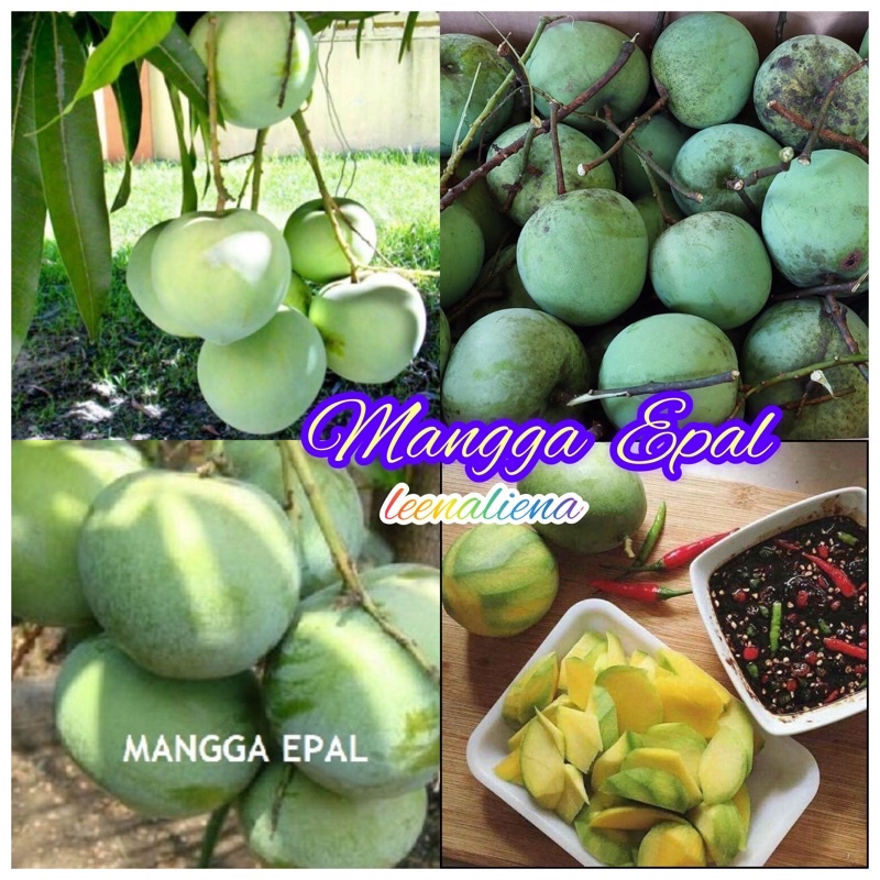 BUAH MANGGA EPAL/PAUH EPAL MUDA DARI POKOK 1KG | Shopee Malaysia