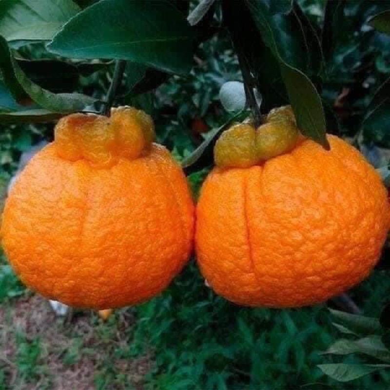 Pokok Buah Oren Besar Oren Dekopon Oren Orange Fruit | Shopee Malaysia
