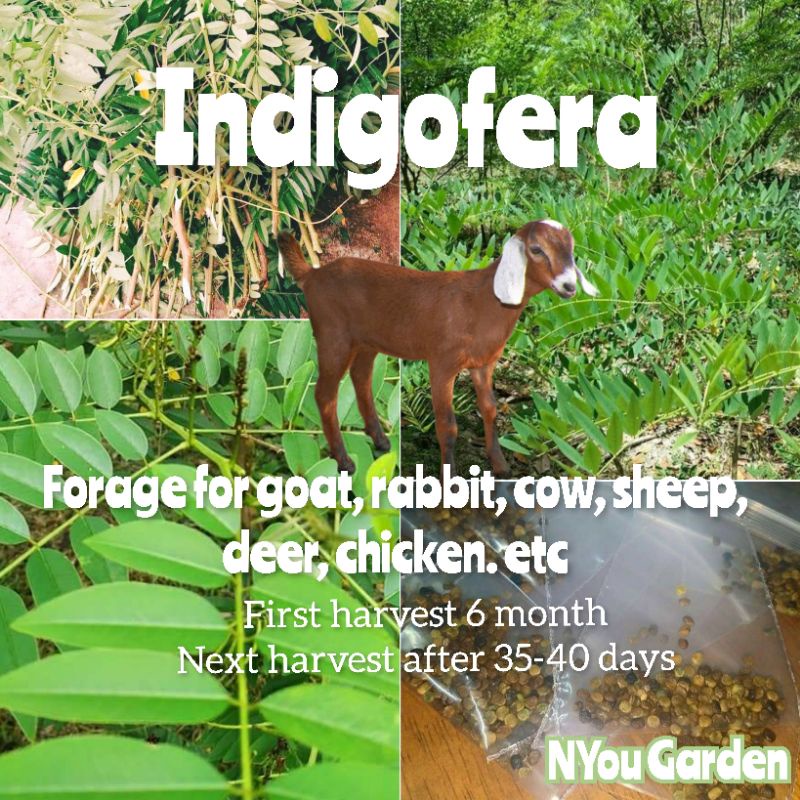 Biji Benih Pokok Indigofera Daun Untuk Makanan Ternakan Dan Haiwan Peliharaan Shopee Malaysia