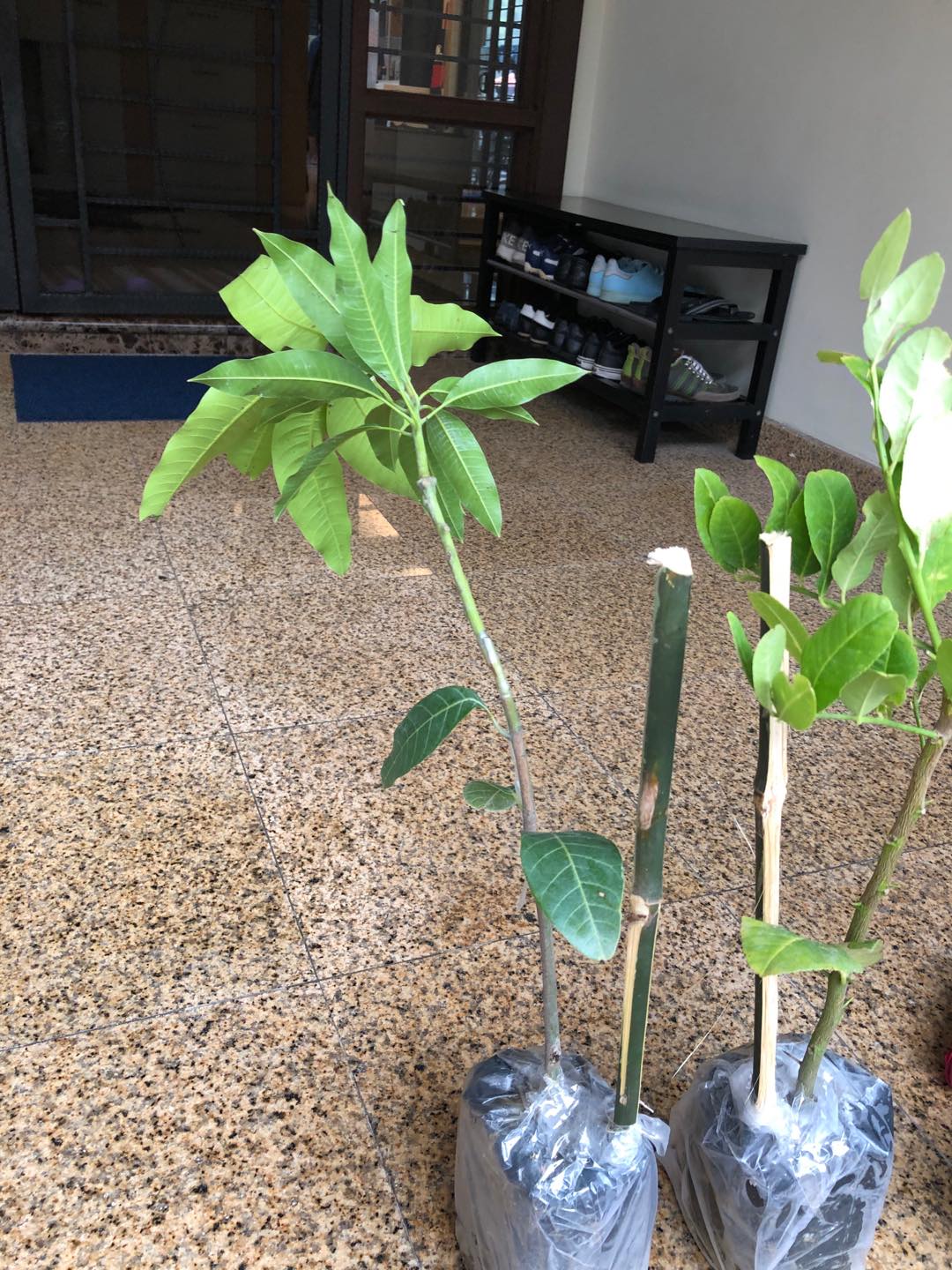 Pokok Lemon kuning/Cepat Berbuah 2kaki+ | Shopee Malaysia