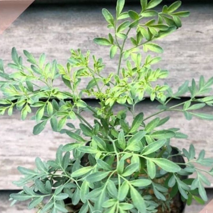 Pokok Garuda / Aruda / Pokok Halau Nyamuk / Ruta Angustifolia | Shopee ...